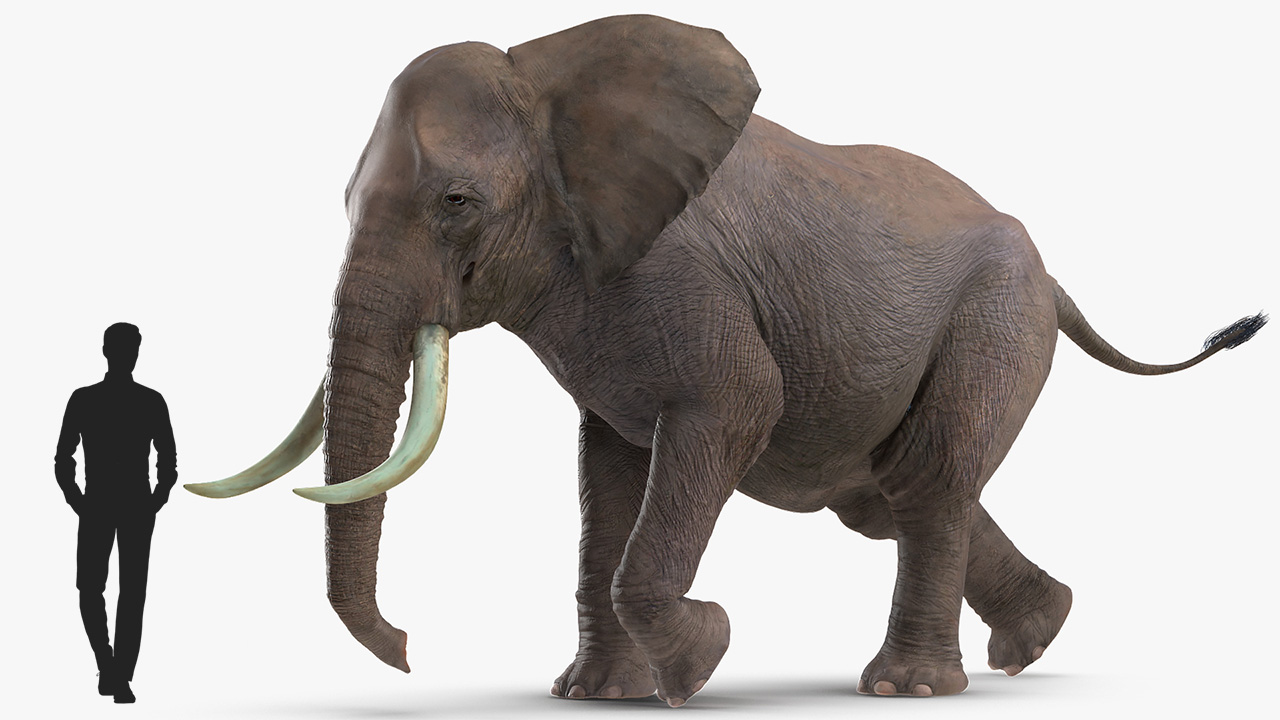 Acceptable scale references for 3d models on TurboSquid | 3D Modeling ...